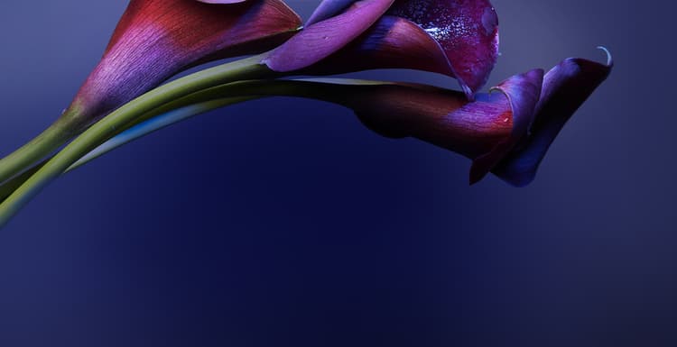 Free Floral Design Course Catalog - QC Event School
